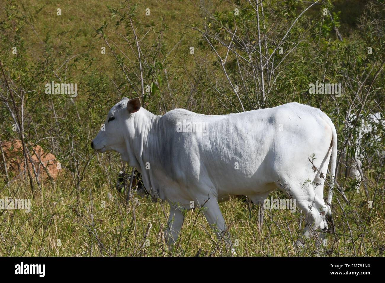 Brazilian Nelore cow grazing Stock Photo - Alamy