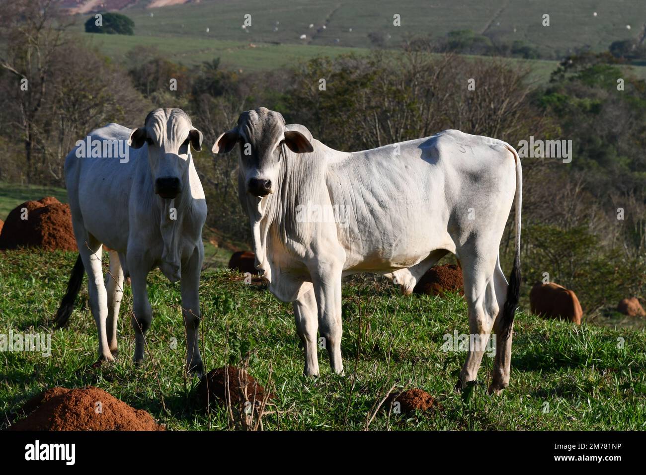 Brazilian Nelore cows grazing Stock Photo - Alamy