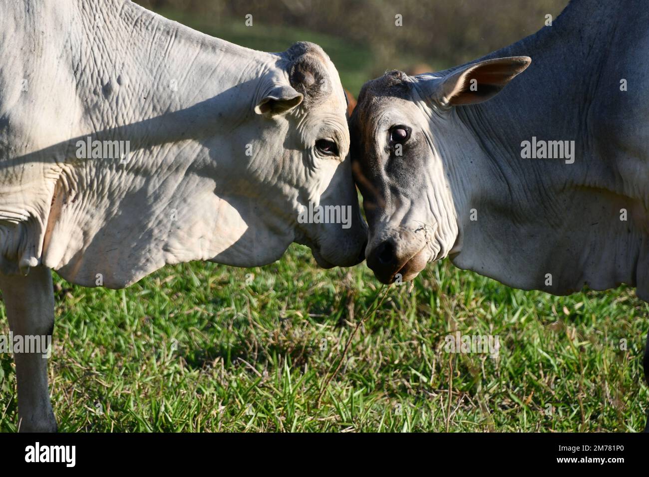 Brazilian Nelore cows grazing Stock Photo - Alamy
