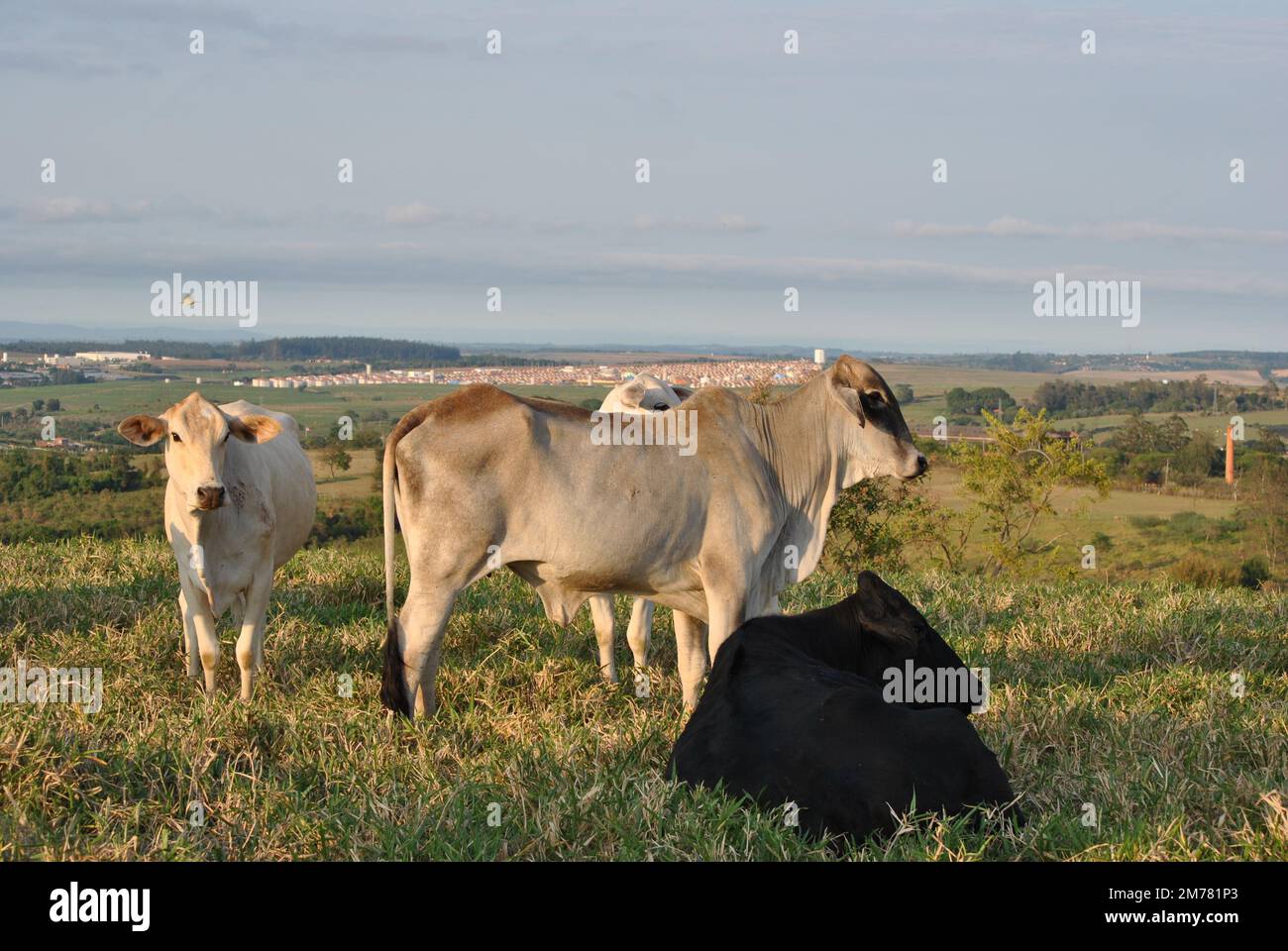 Brazilian Nelore cows grazing Stock Photo - Alamy
