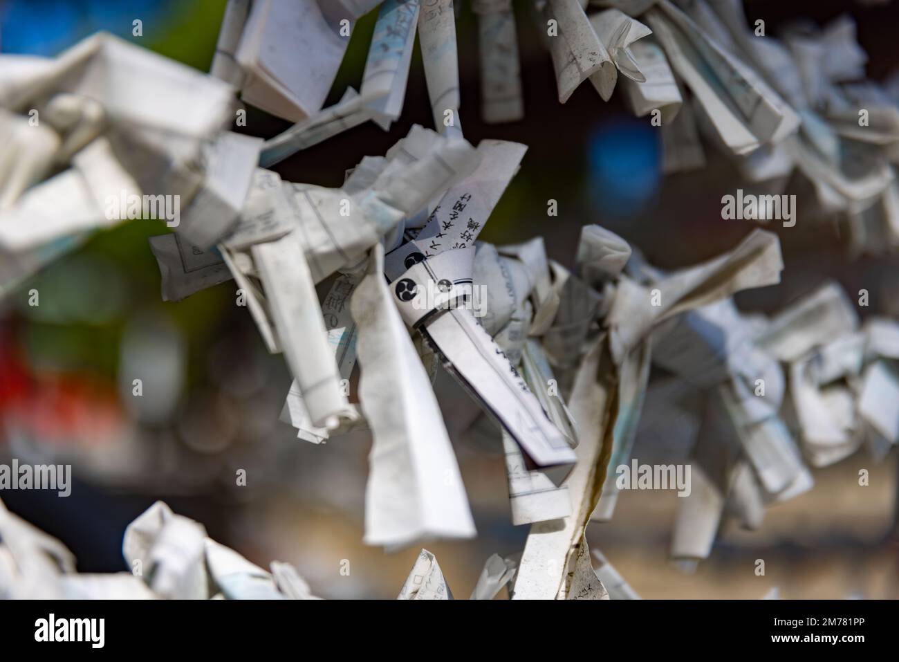 A fortune telling slip at Tomioka Shrine closeup Stock Photo - Alamy