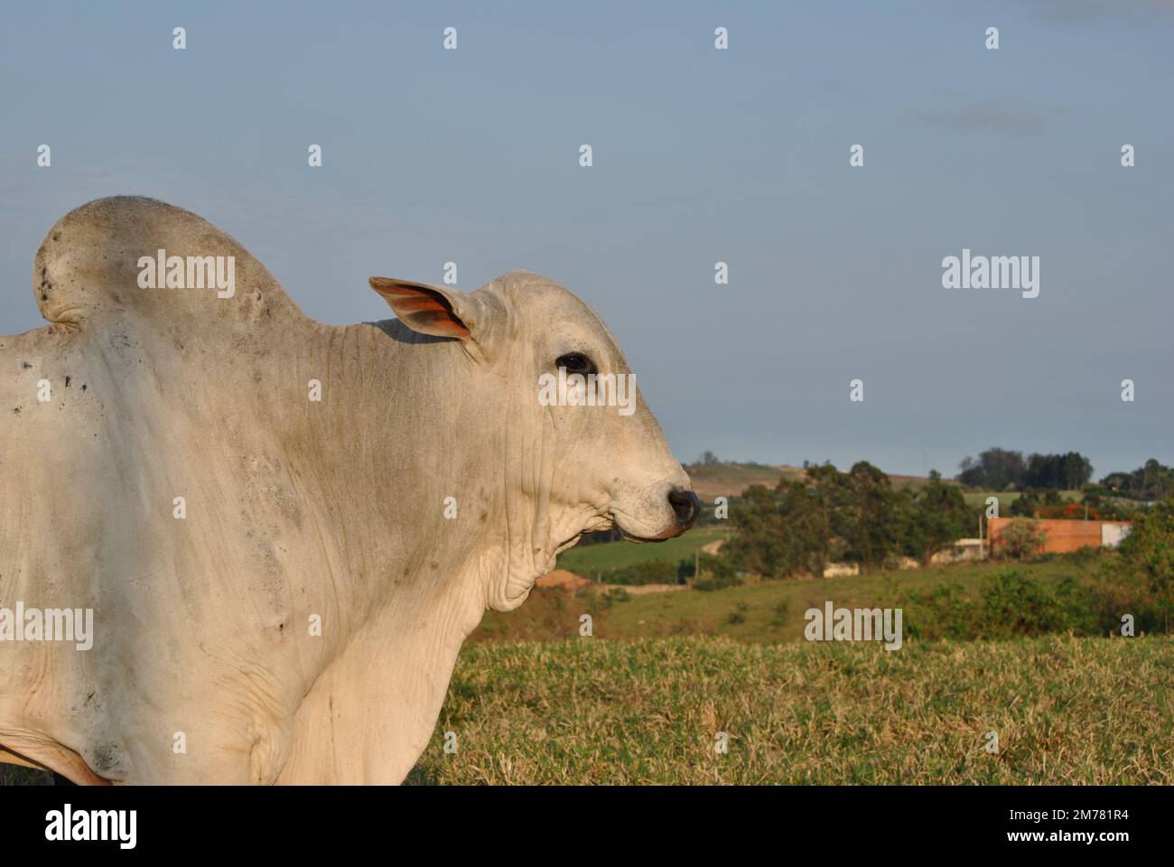 Brazilian Nelore cow ox grazing Stock Photo - Alamy