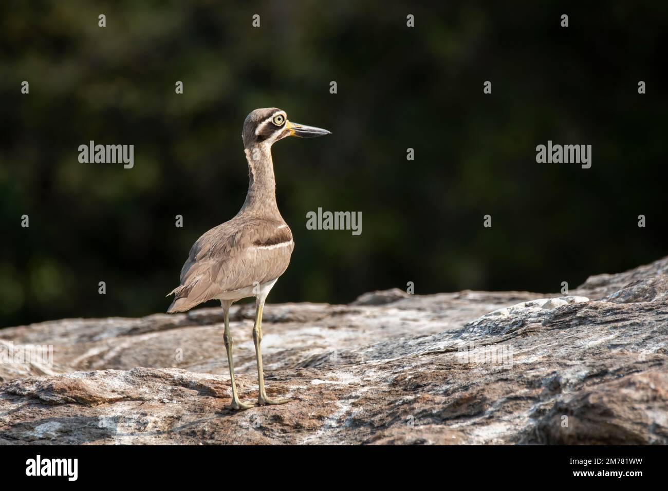 An Eurasian thicknee resting on a stony ledge in the middle of Cauvery ...