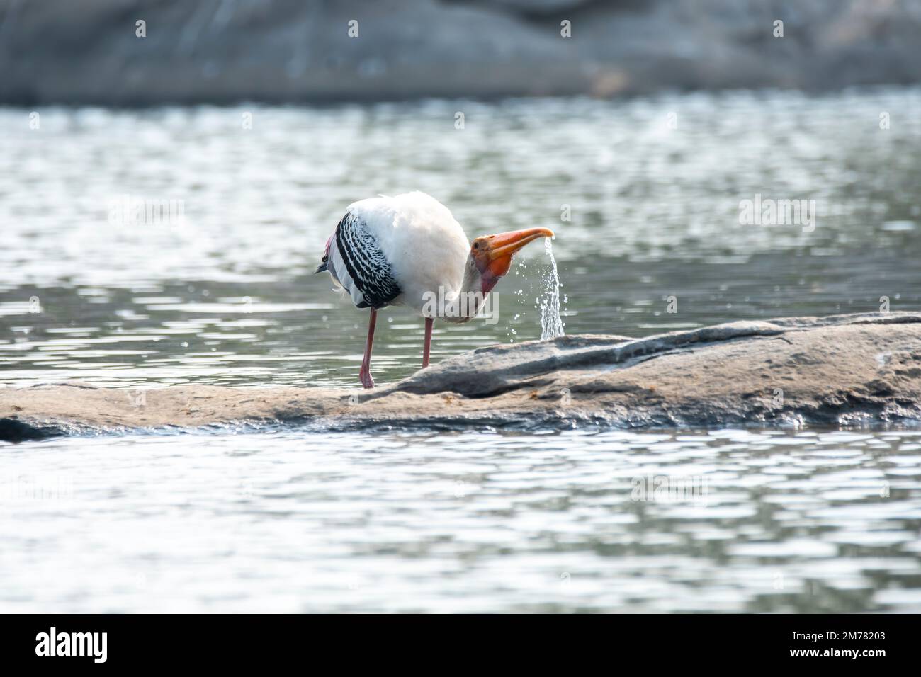 An adult painted stork drinking water from Cauvery river inside ...