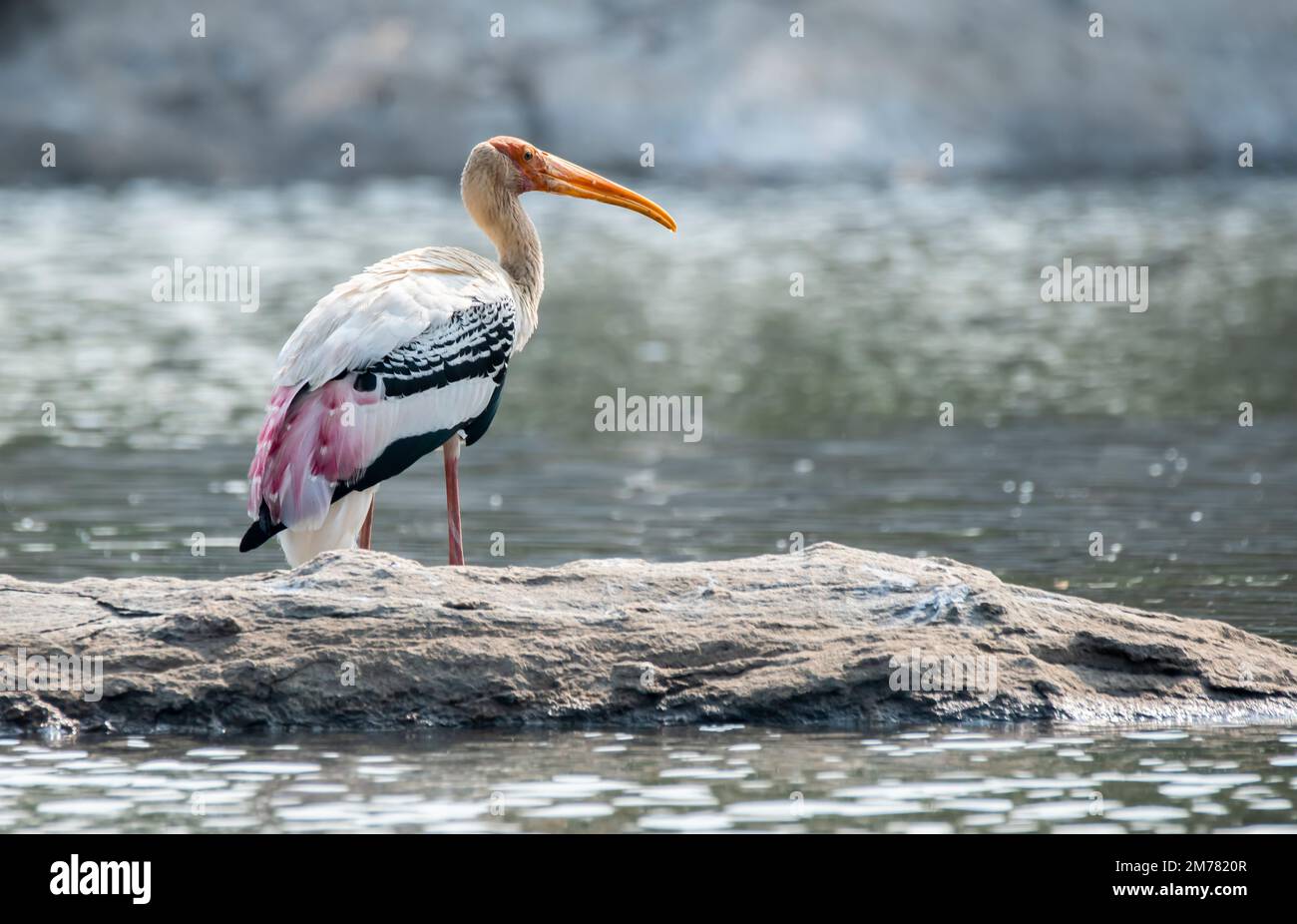 An adult painted stork drinking water from Cauvery river inside ...