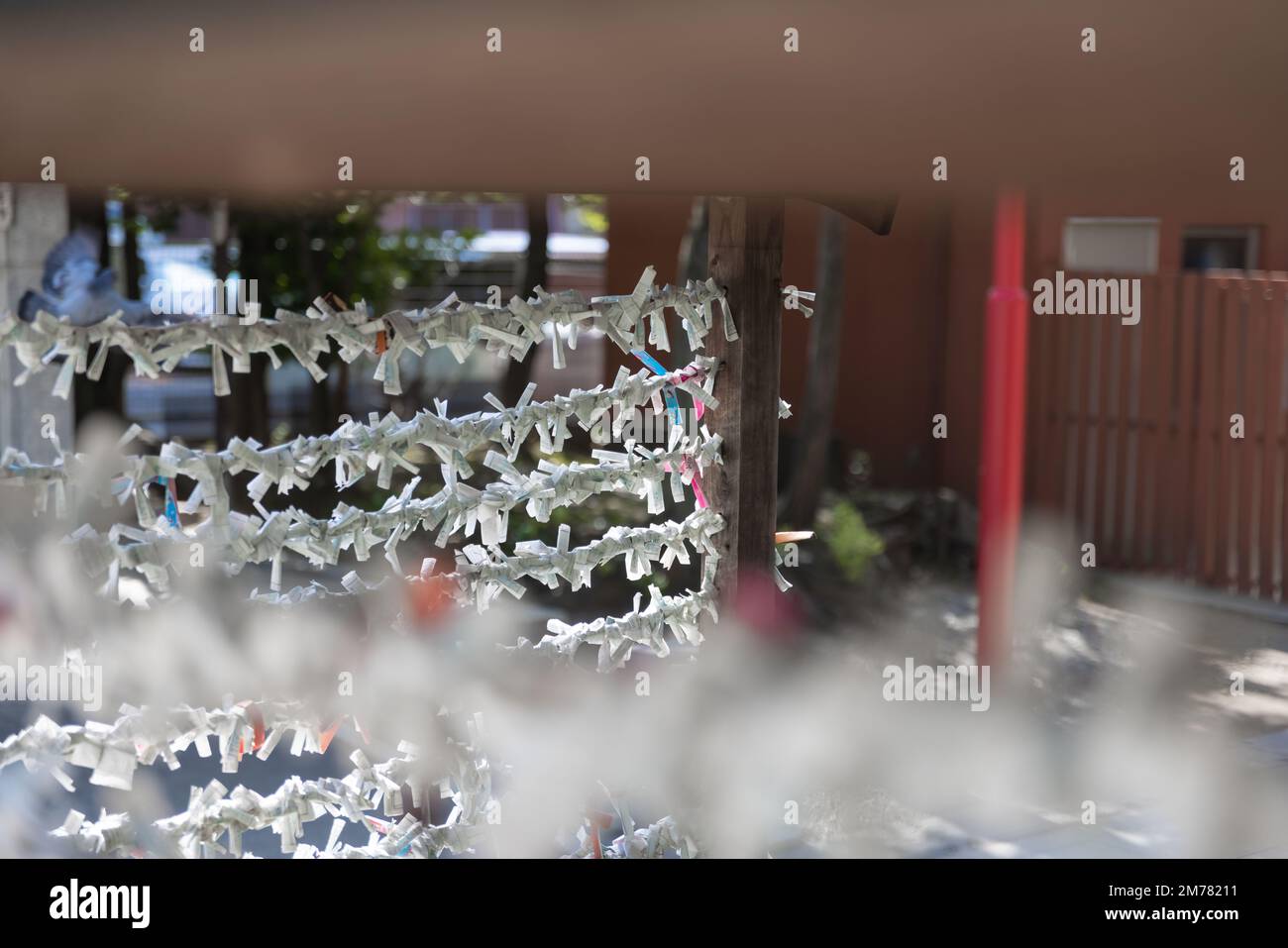 A fortune telling slip at Tomioka Shrine closeup Stock Photo - Alamy
