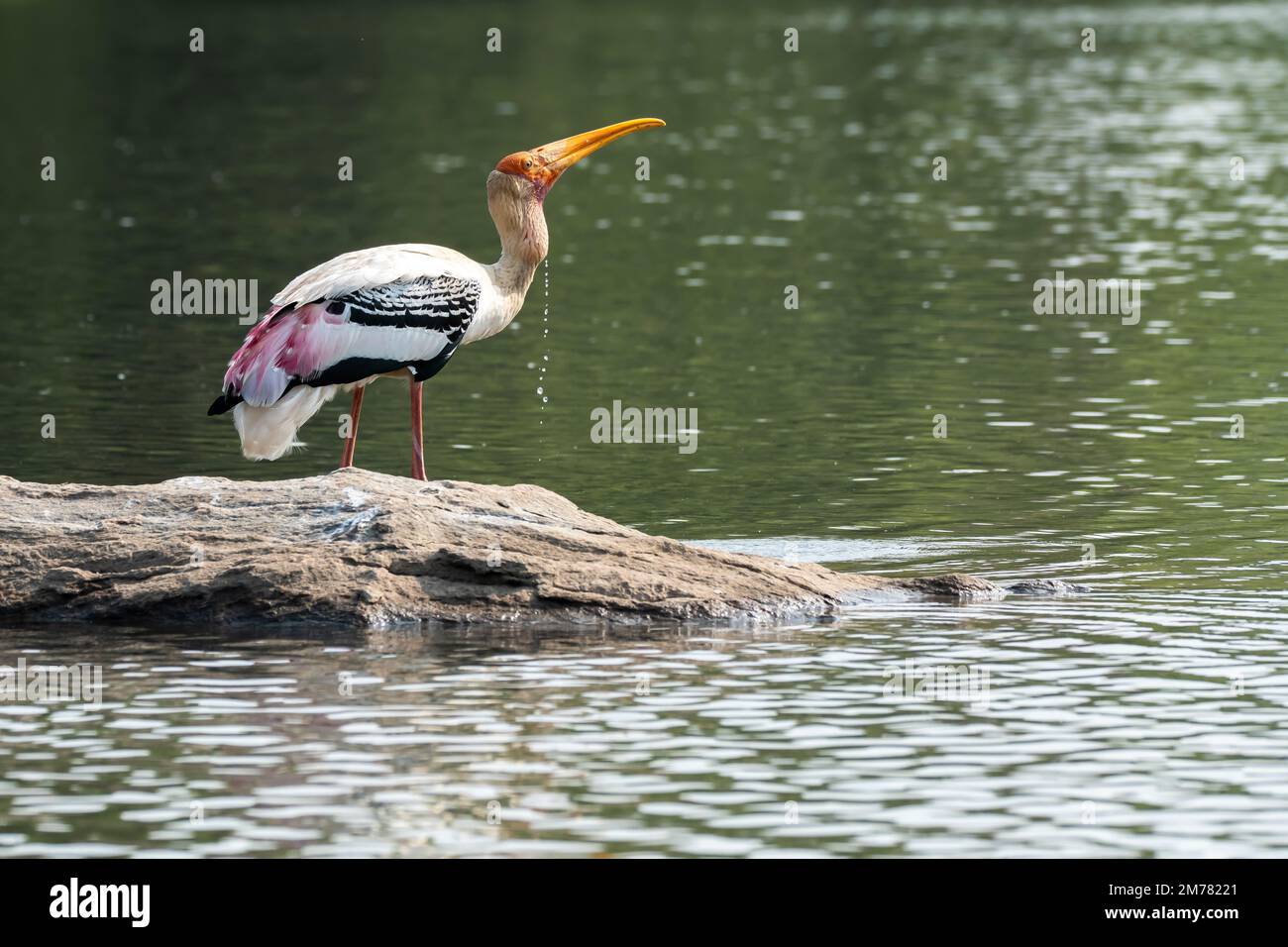 An adult painted stork drinking water from Cauvery river inside ...