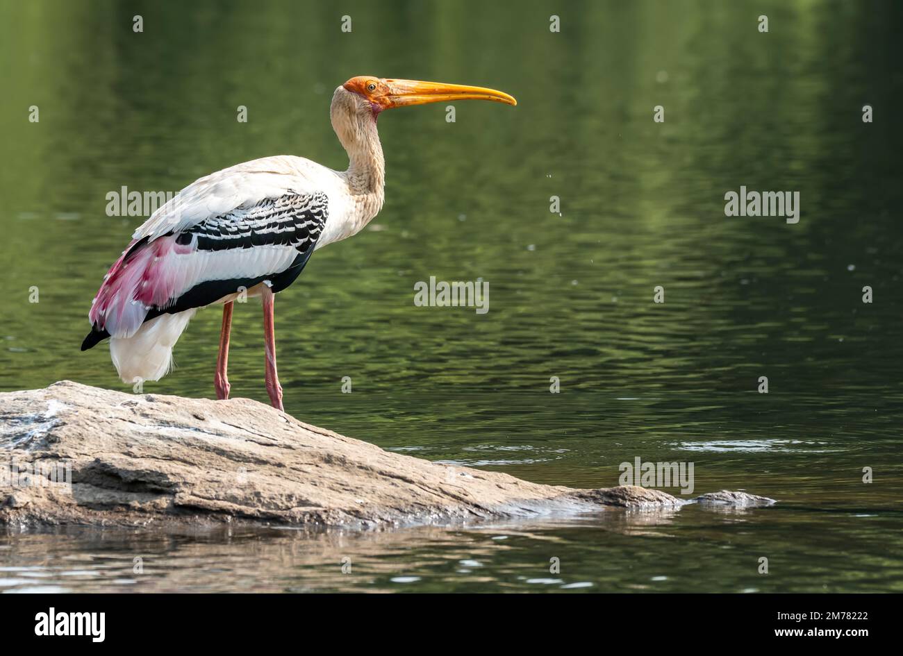 An adult painted stork drinking water from Cauvery river inside ...