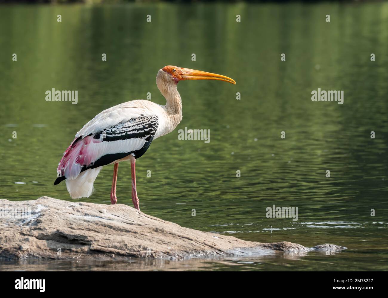 An adult painted stork drinking water from Cauvery river inside ...