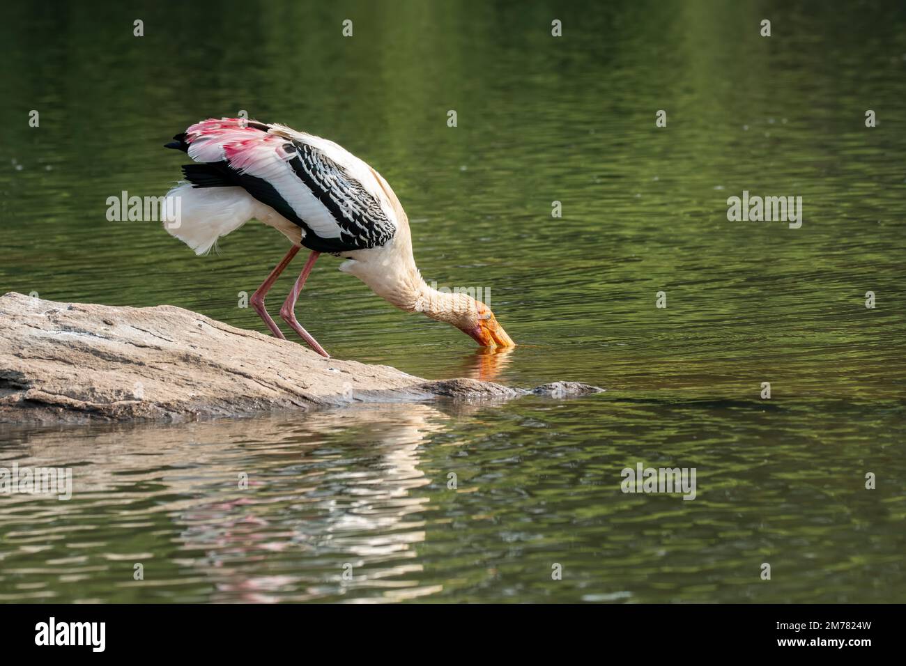 An adult painted stork drinking water from Cauvery river inside ...