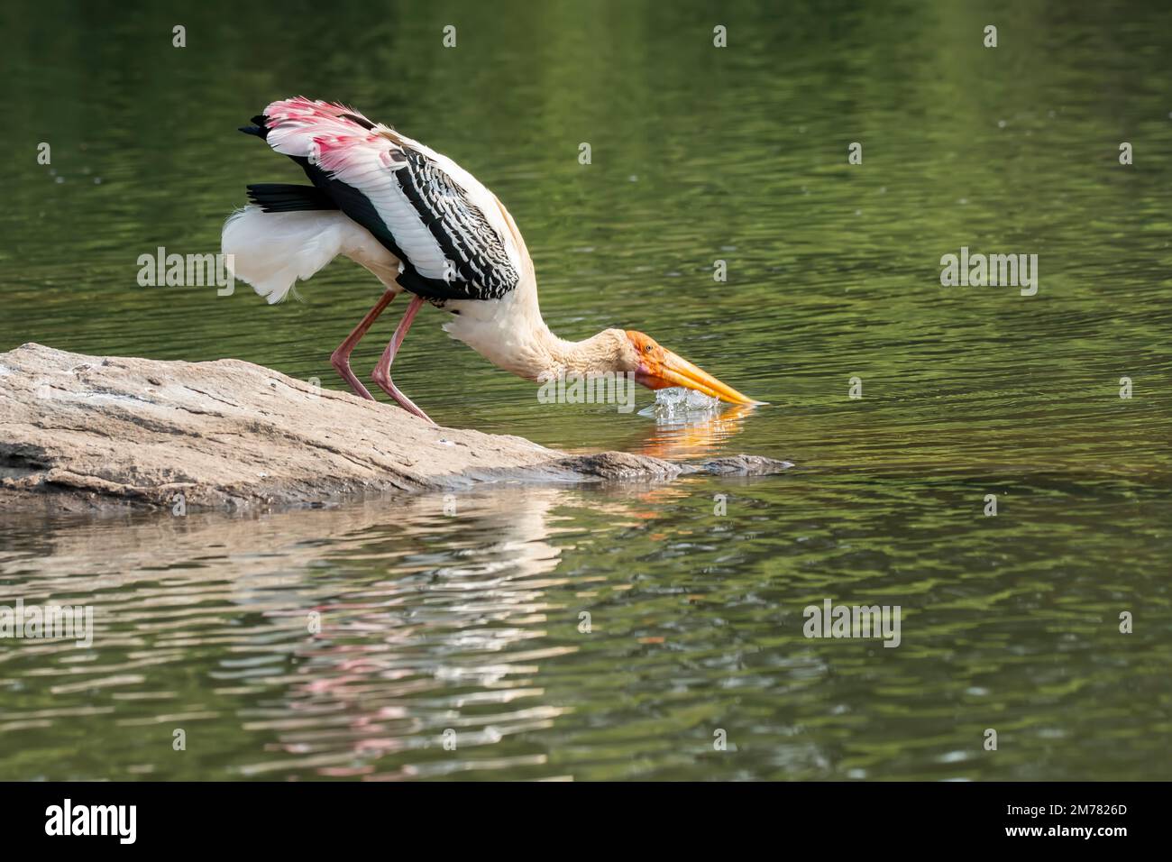 An adult painted stork drinking water from Cauvery river inside ...