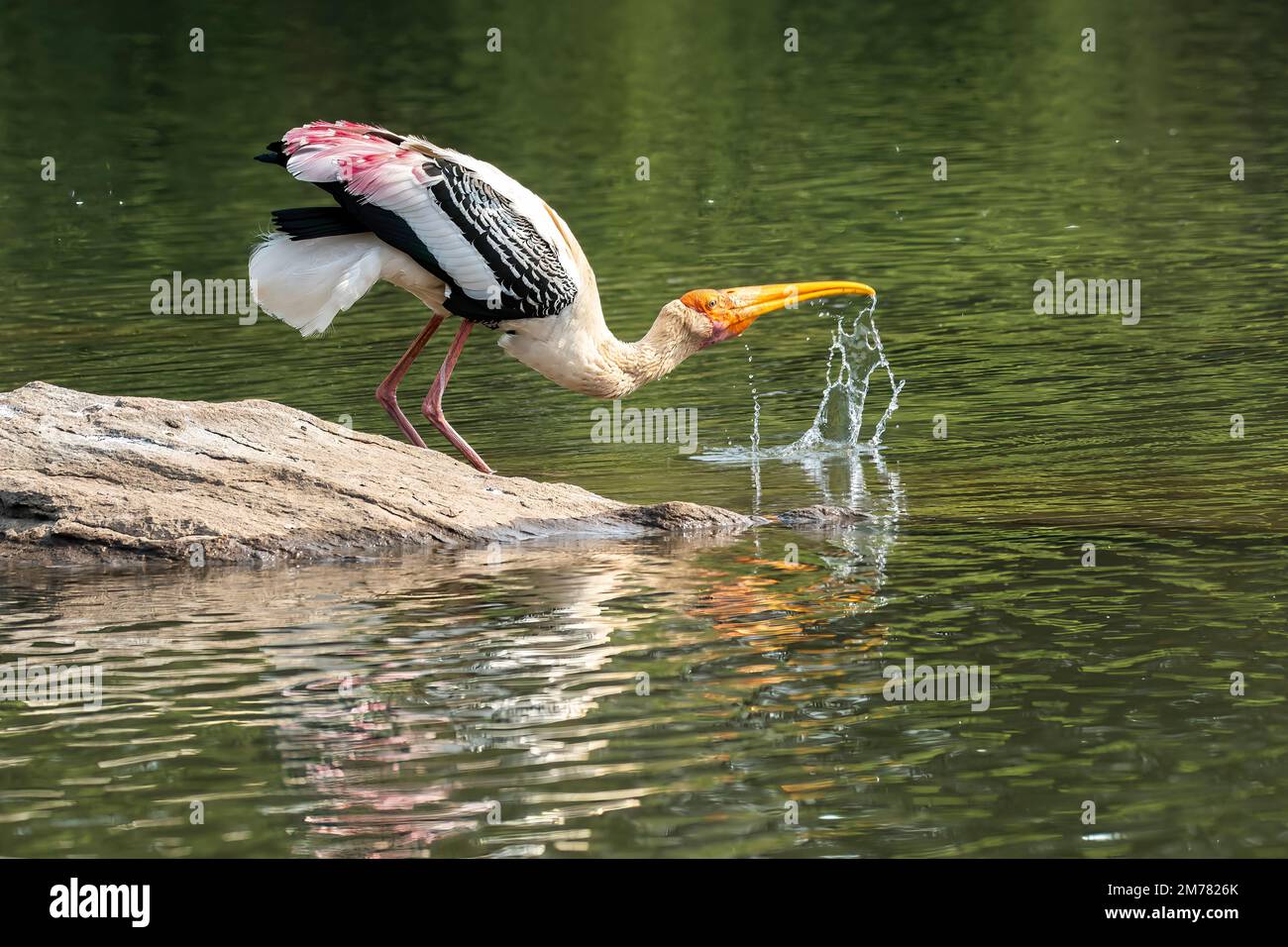 An adult painted stork drinking water from Cauvery river inside ...