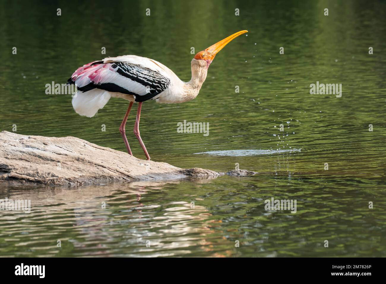 An adult painted stork drinking water from Cauvery river inside ...