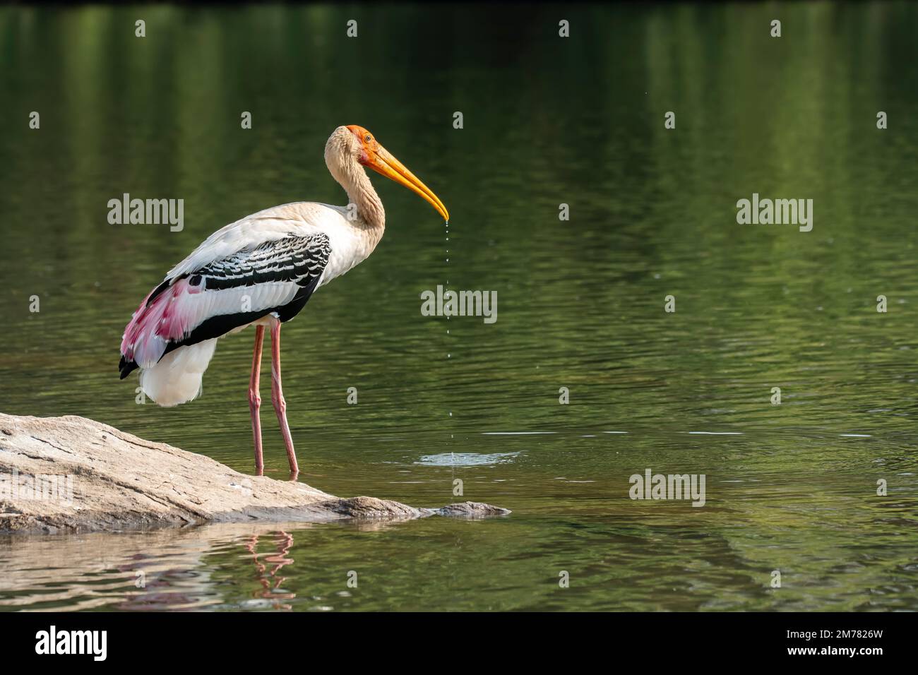 An adult painted stork drinking water from Cauvery river inside ...