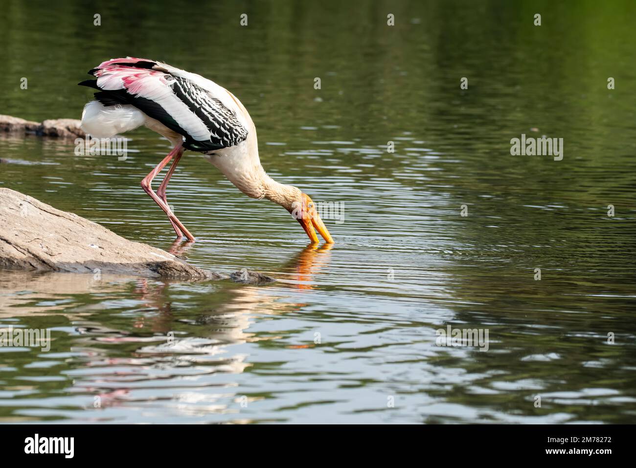An adult painted stork drinking water from Cauvery river inside ...