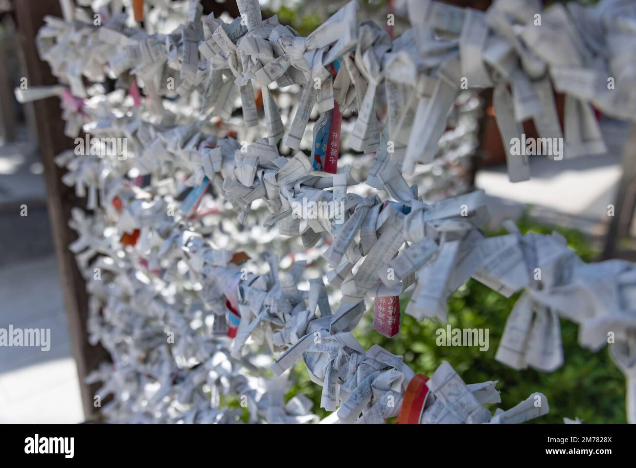 A fortune telling slip at Tomioka Shrine closeup Stock Photo - Alamy