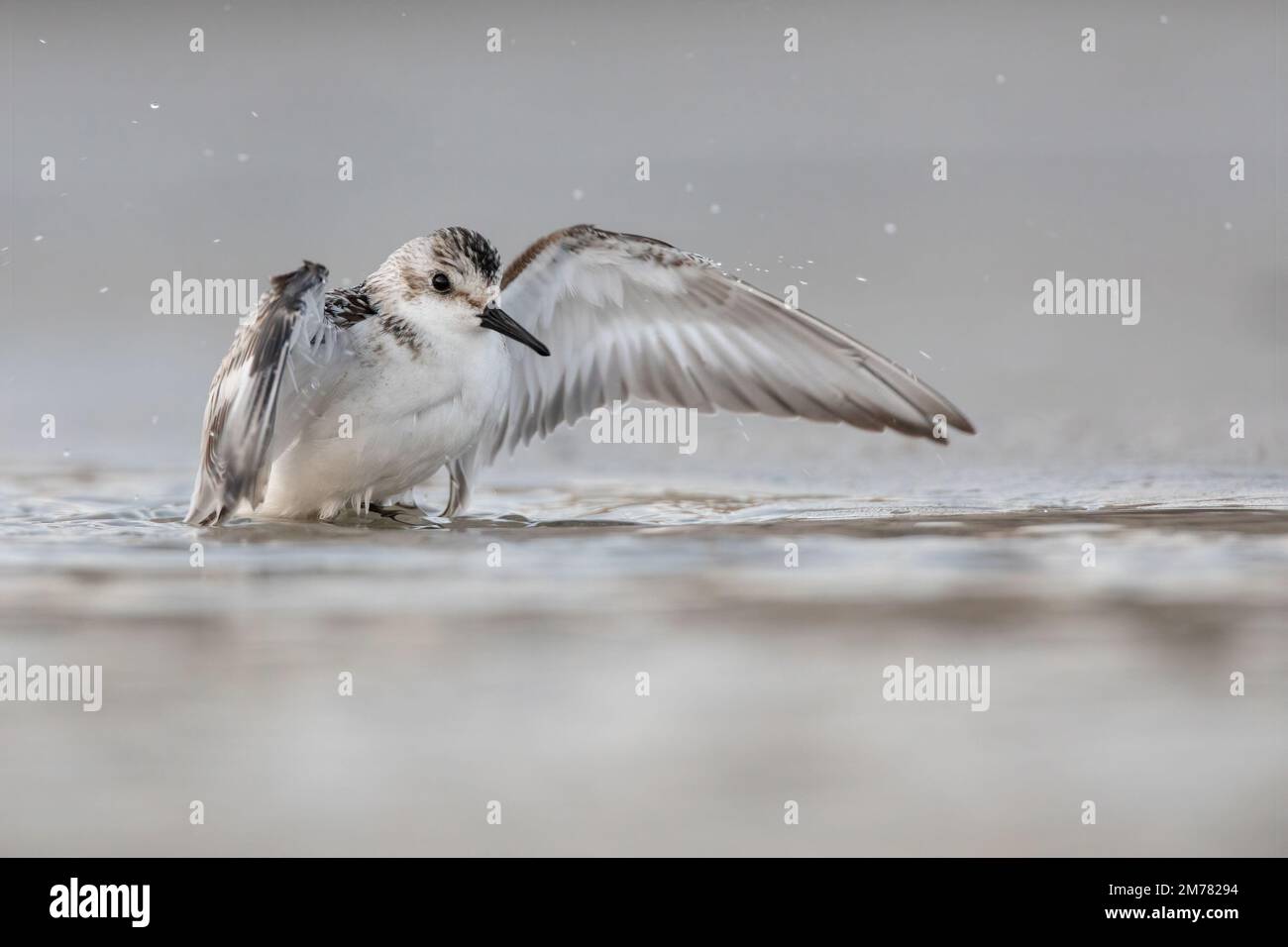 bird wildlife waders Stock Photo - Alamy