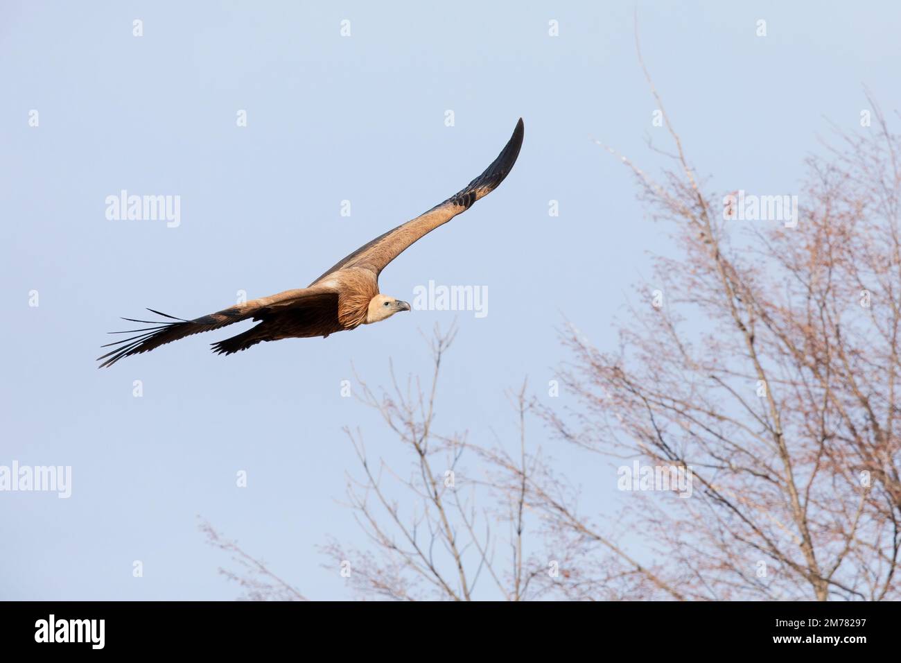 Grifone (Gips fulvus) griffon vulture; Parco Gran Sasso, PNALM, SIrente ...