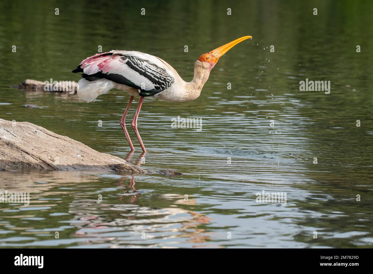 An adult painted stork drinking water from Cauvery river inside ...