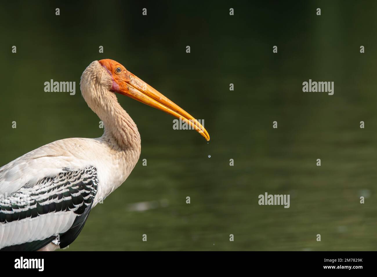 An adult painted stork drinking water from Cauvery river inside ...