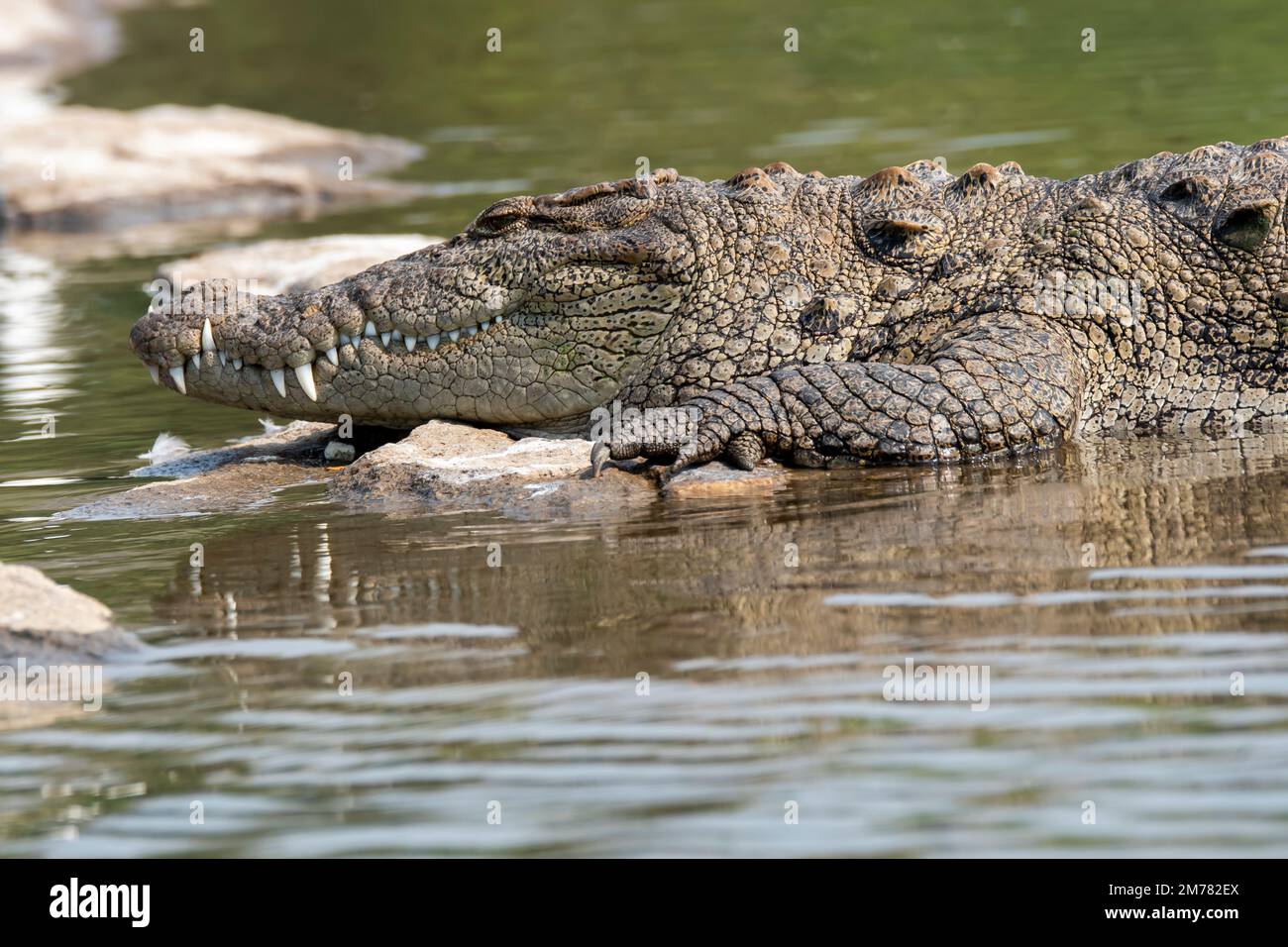 A fresh water crocodile sun bathing on a rock in the middle of Cauvery ...
