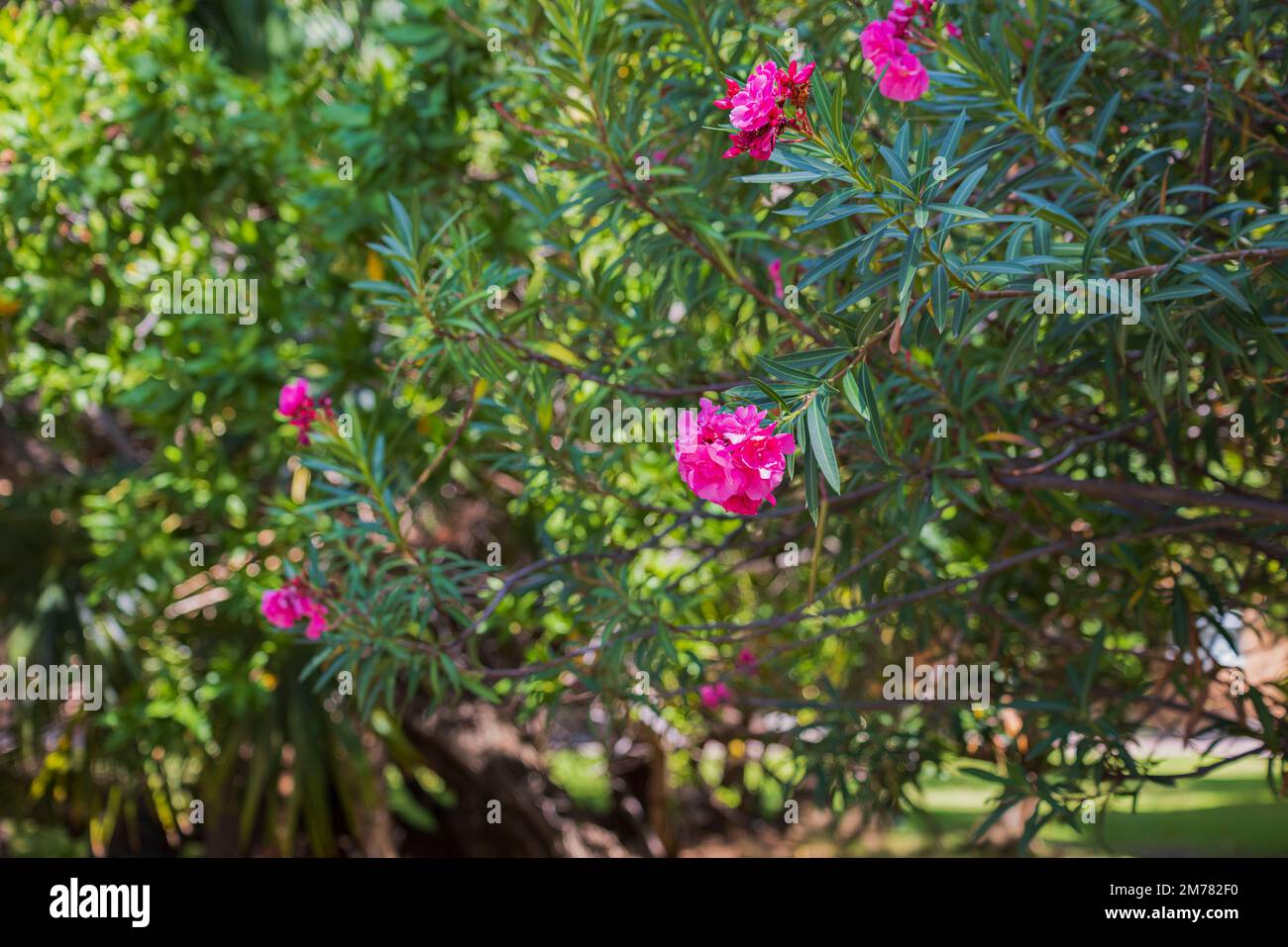 Beautiful view of tropical plant with Oleander flowers. Aruba Stock ...