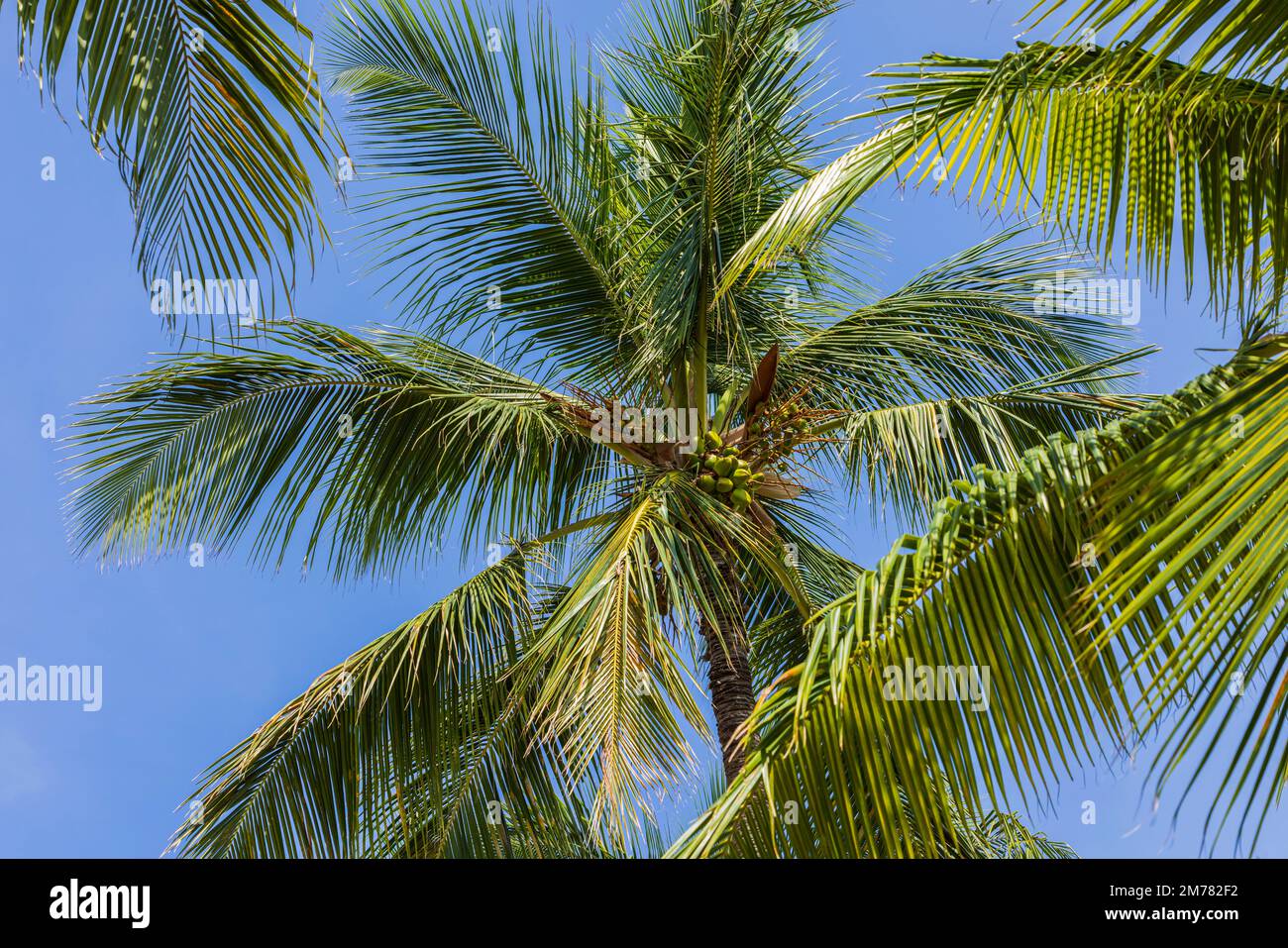 Beautiful bottom-up view on palm tree tops on blue sky background. Aruba Stock Photo - Alamy