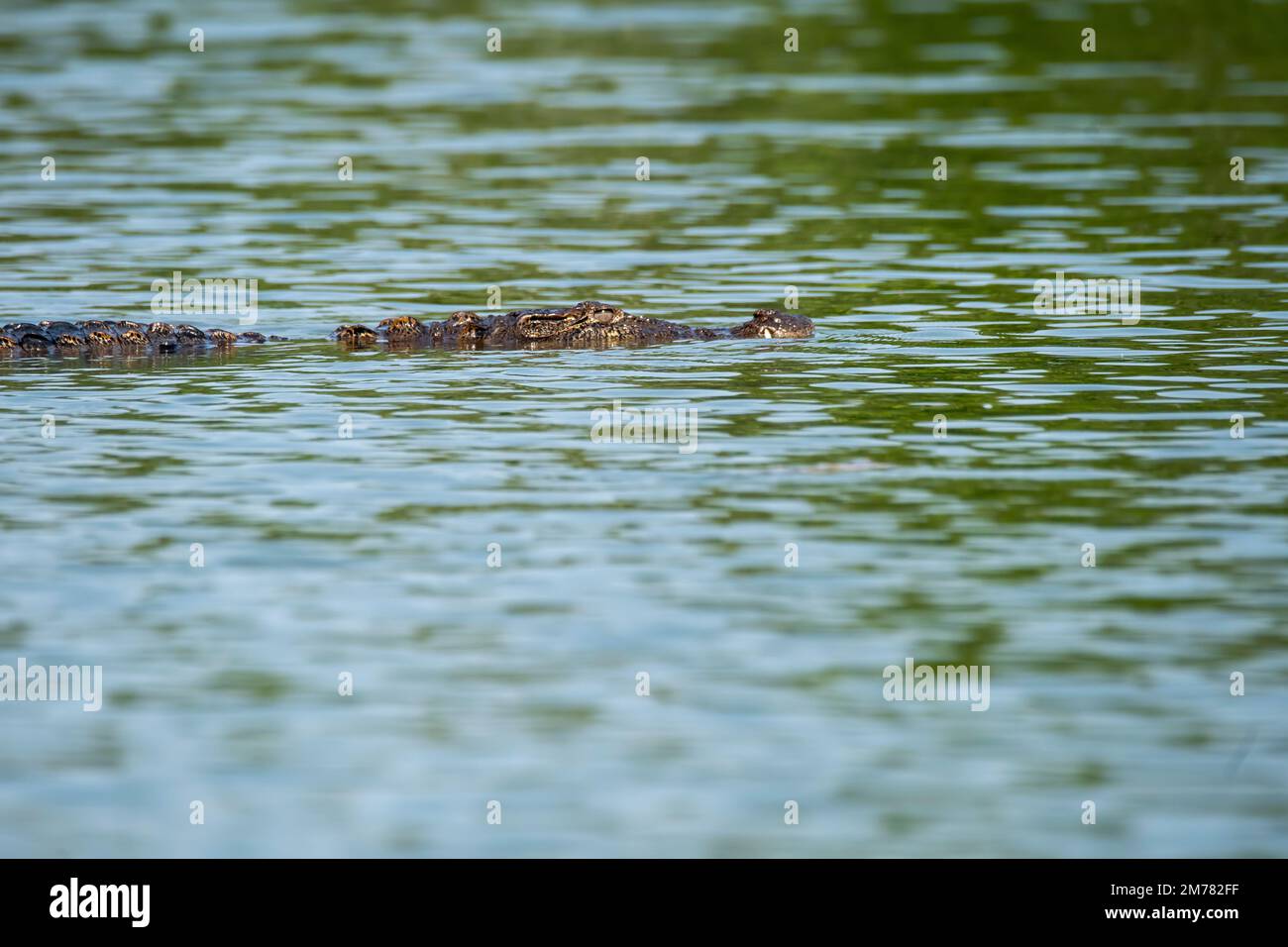 A fresh water crocodile sun bathing on a rock in the middle of Cauvery ...