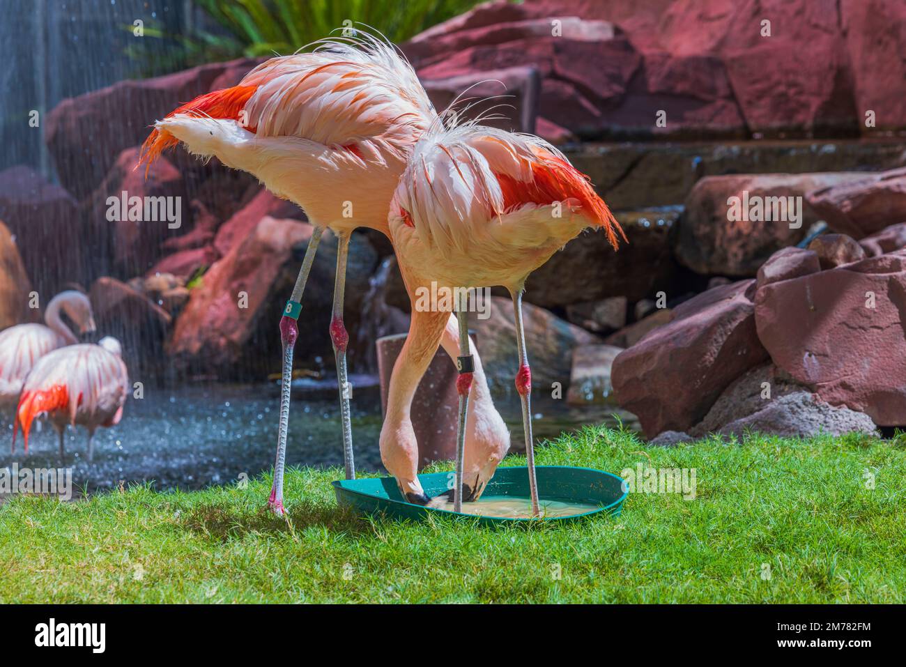 Beautiful view of cute flamingo drinking water staying in plastic plate ...
