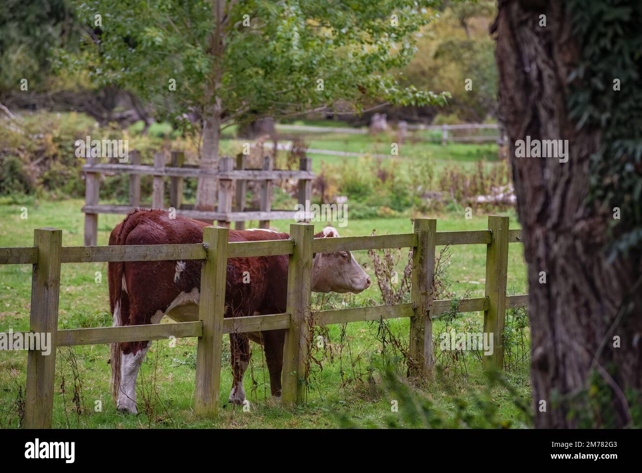 A scene of the cattle (Bos taurus) in the field near the fence with ...