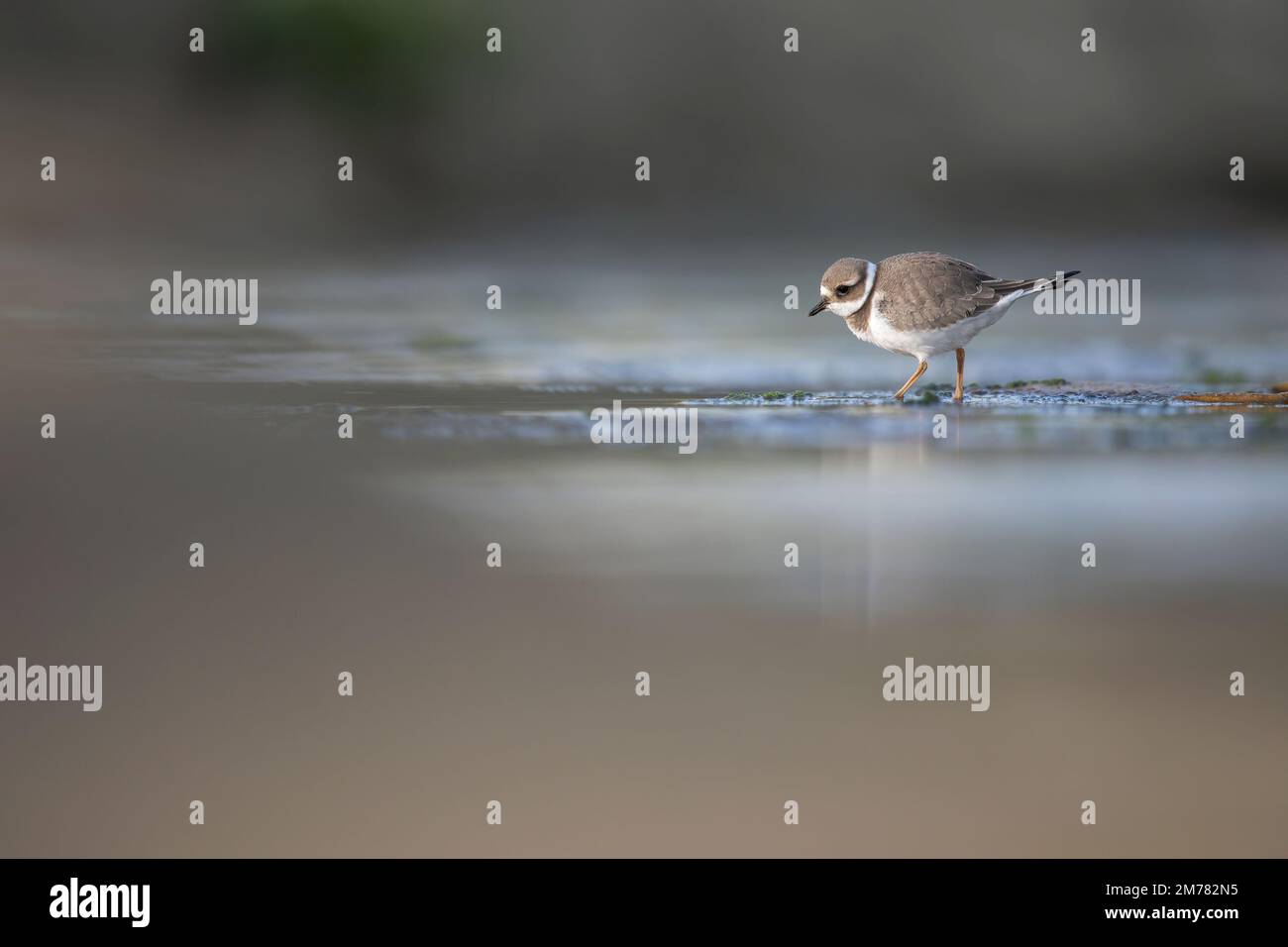 bird wildlife waders Stock Photo - Alamy