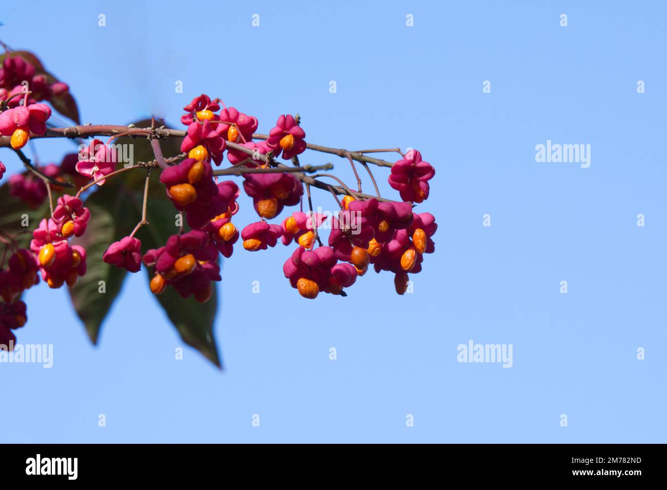 Coloured fruit of spindle tree Euonymus europaeus Red Cascade in autumn ...