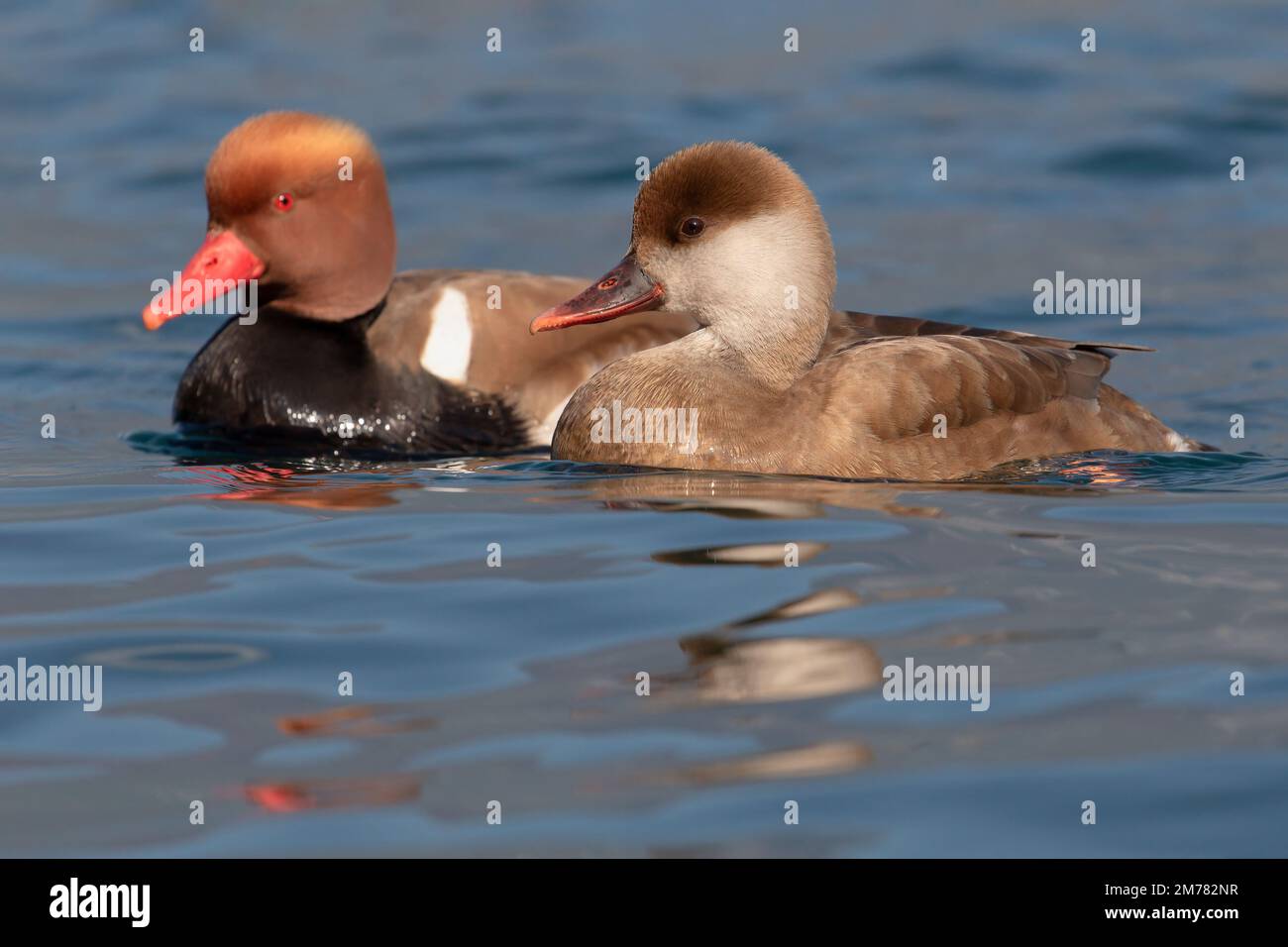Fistione turco The red-crested pochard (Netta rufina) is a large diving ...