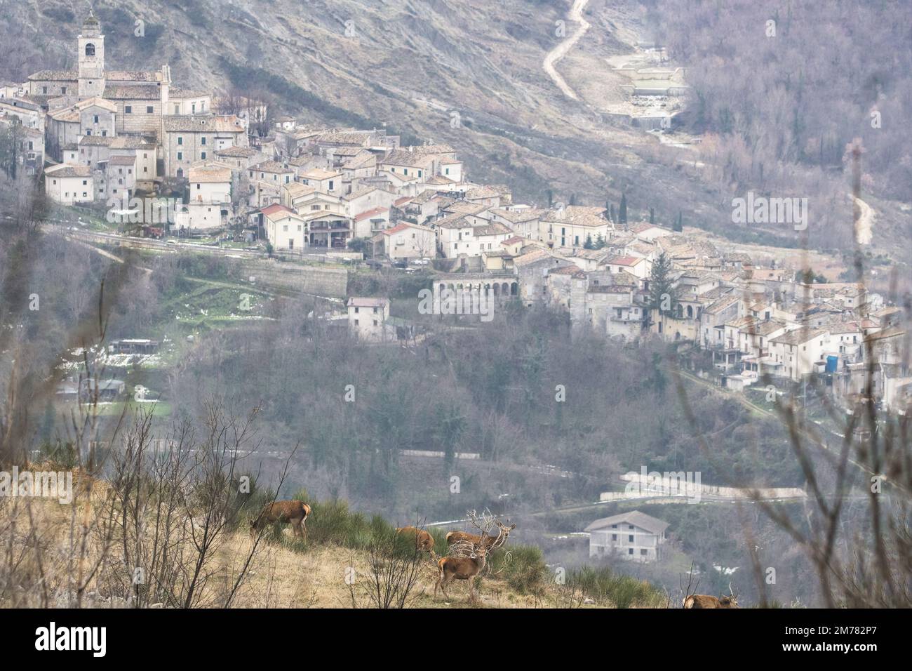 Discover the delicate beauty of the Kentish plover (Charadrius ...