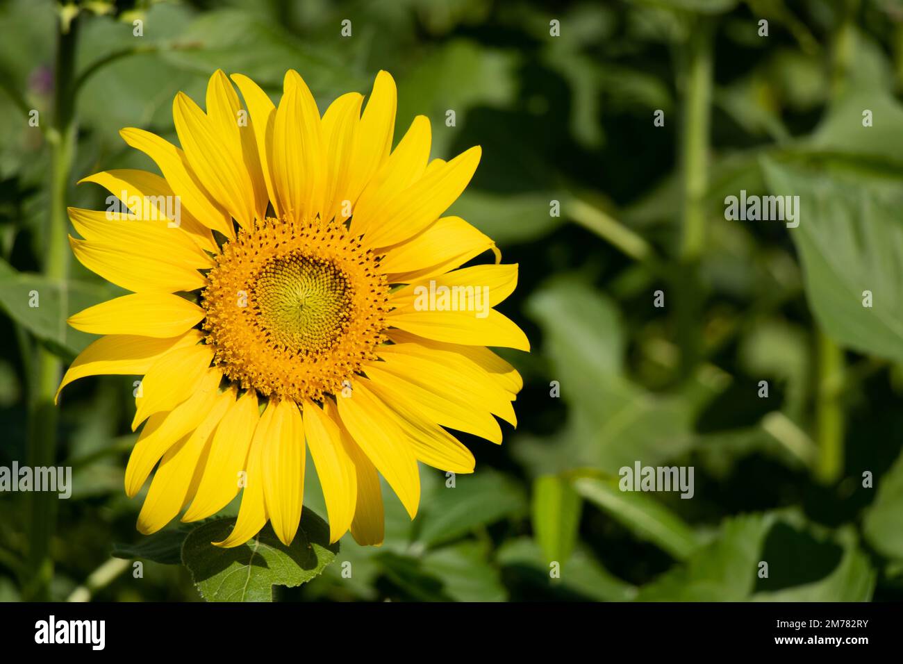 Beautiful yellow color sunflower with green leaf background Stock Photo ...