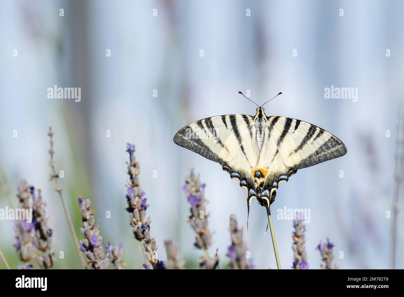 Podalirio su fiori di lavanda - scarce swallowtail (Iphiclides ...
