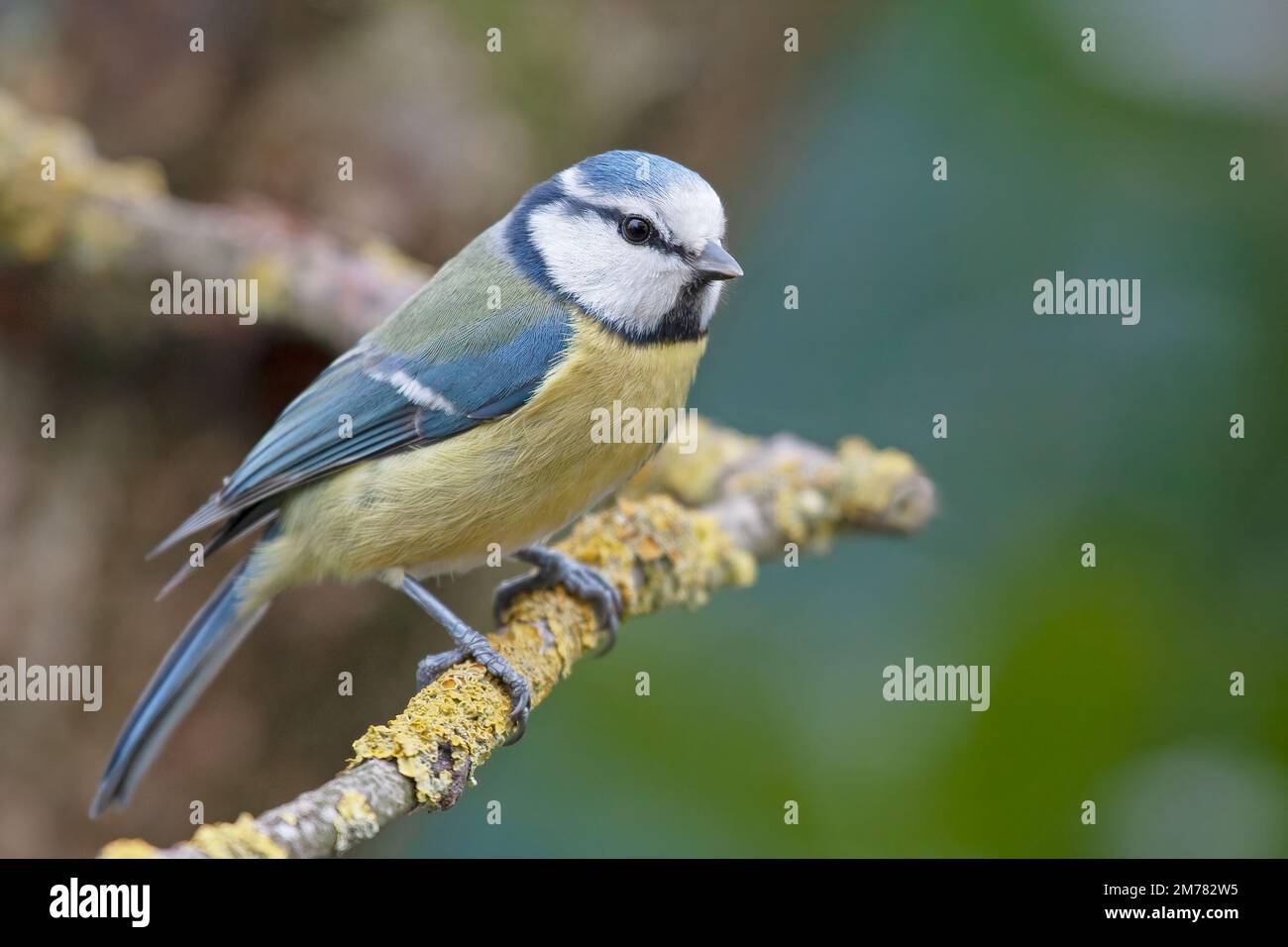 bird wildlife waders Stock Photo - Alamy