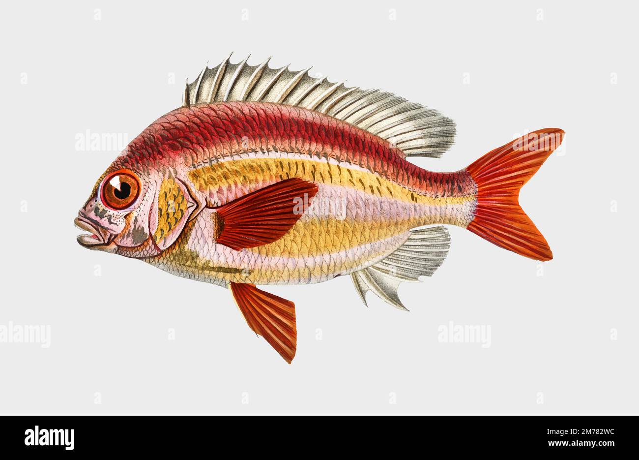 Whitecheek monocle bream (Scolopsisscolopsides Vosmeri) illustrated by ...