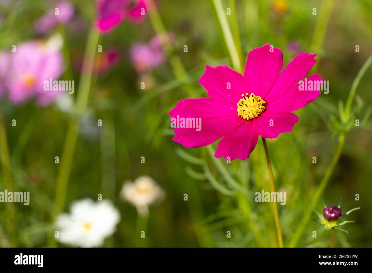 Beautiful pink color cosmos (Mexican aster) flower background Stock ...