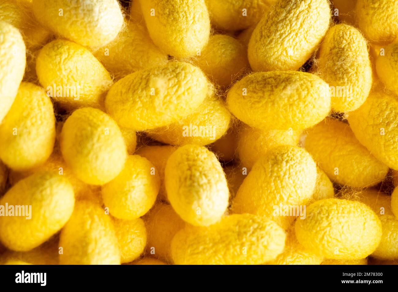 Group of silkworm in yellow cocoon stage background Stock Photo - Alamy