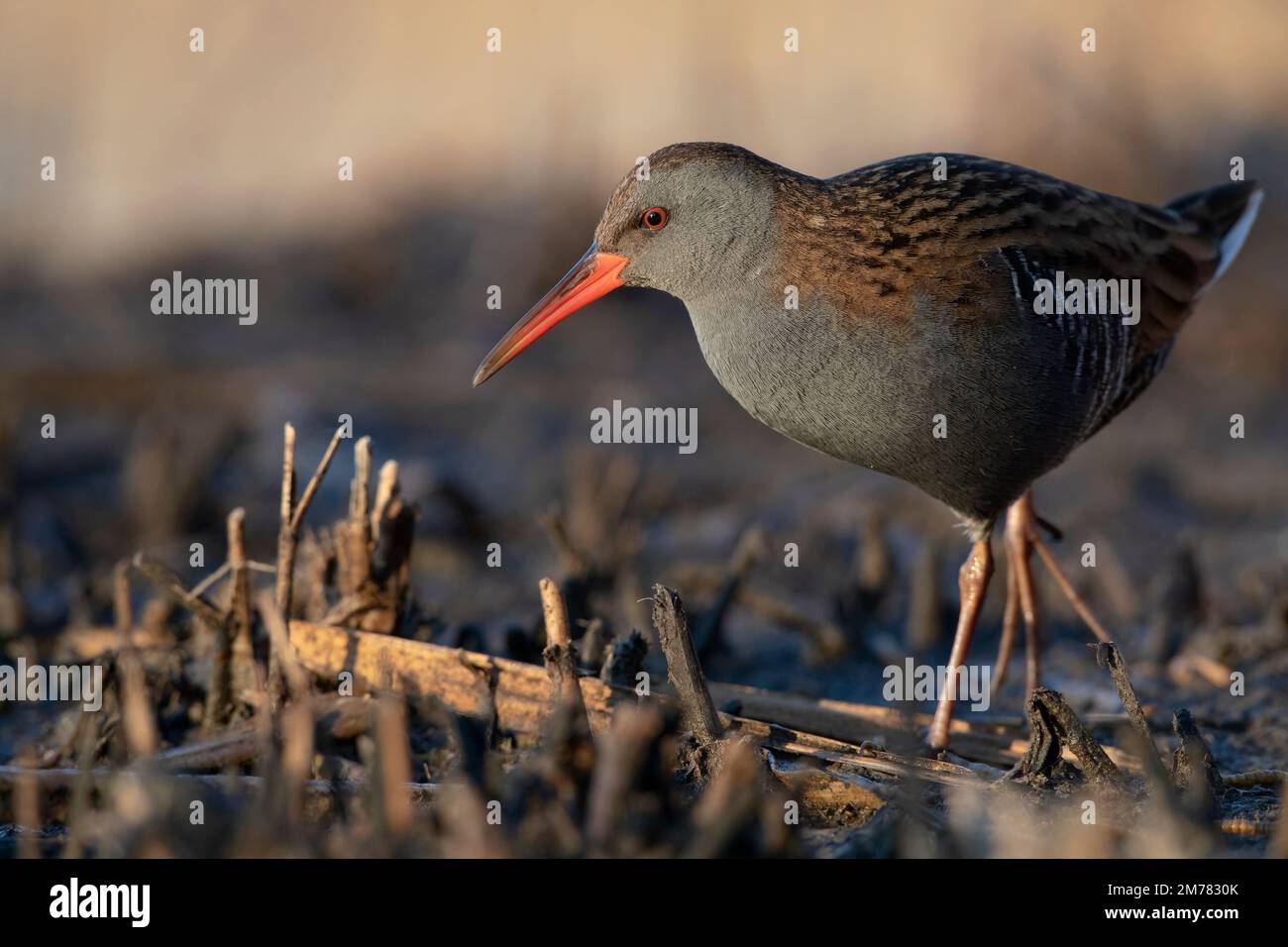 Avifauna italiana hi-res stock photography and images - Alamy