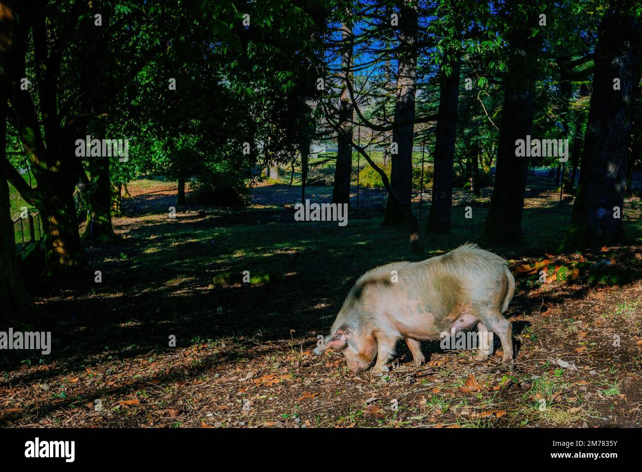 Pig grazing hi-res stock photography and images - Alamy