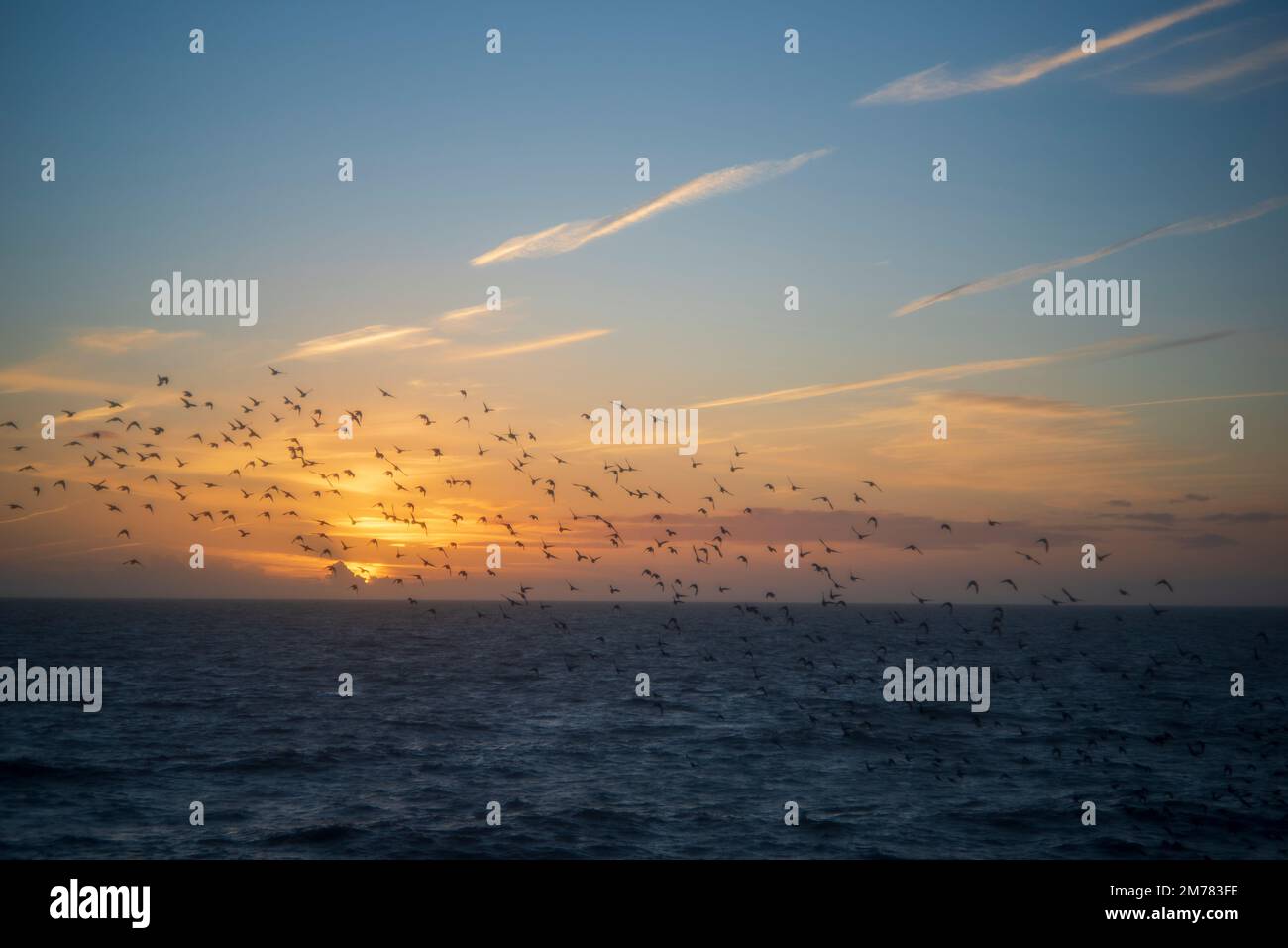 The Starlings flying over the sea Stock Photo - Alamy