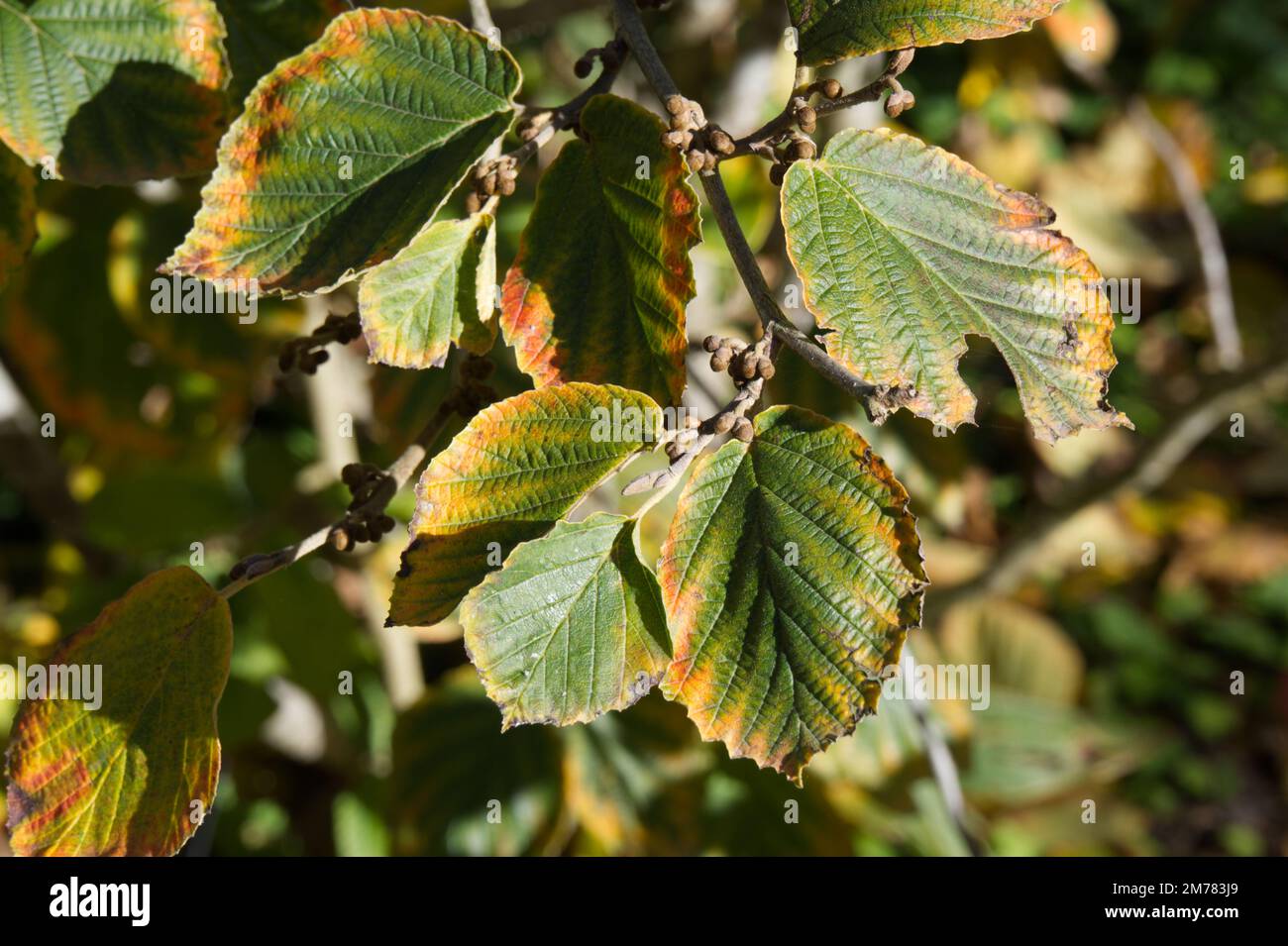 Autumn foliage and flower buds of witch hazel Hamamelis x intermedia ...