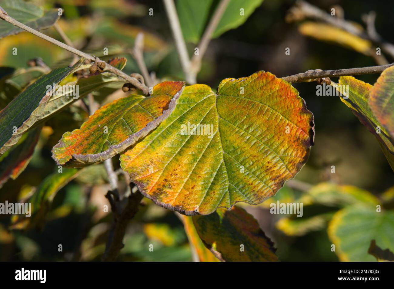 Witch hazel autumn foliage hamamelis hi-res stock photography and ...