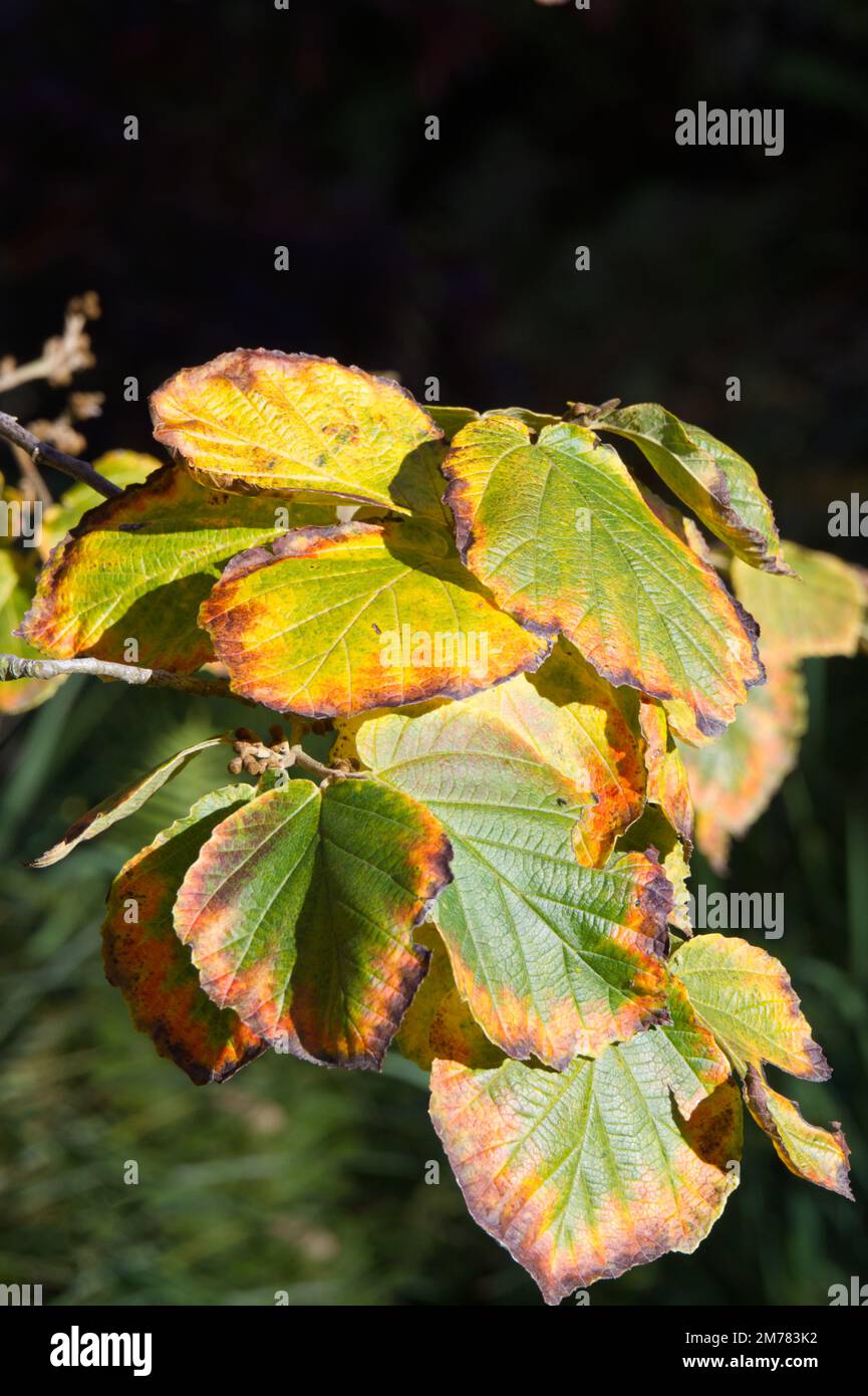 Autumn foliage of witch hazel Hamamelis x intermedia Ruby Glow in UK ...