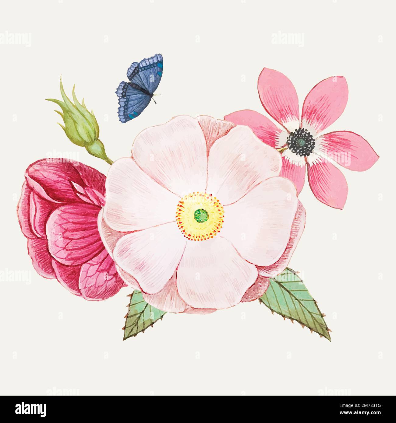 Vintage wild rose illustration Stock Vector Images - Alamy