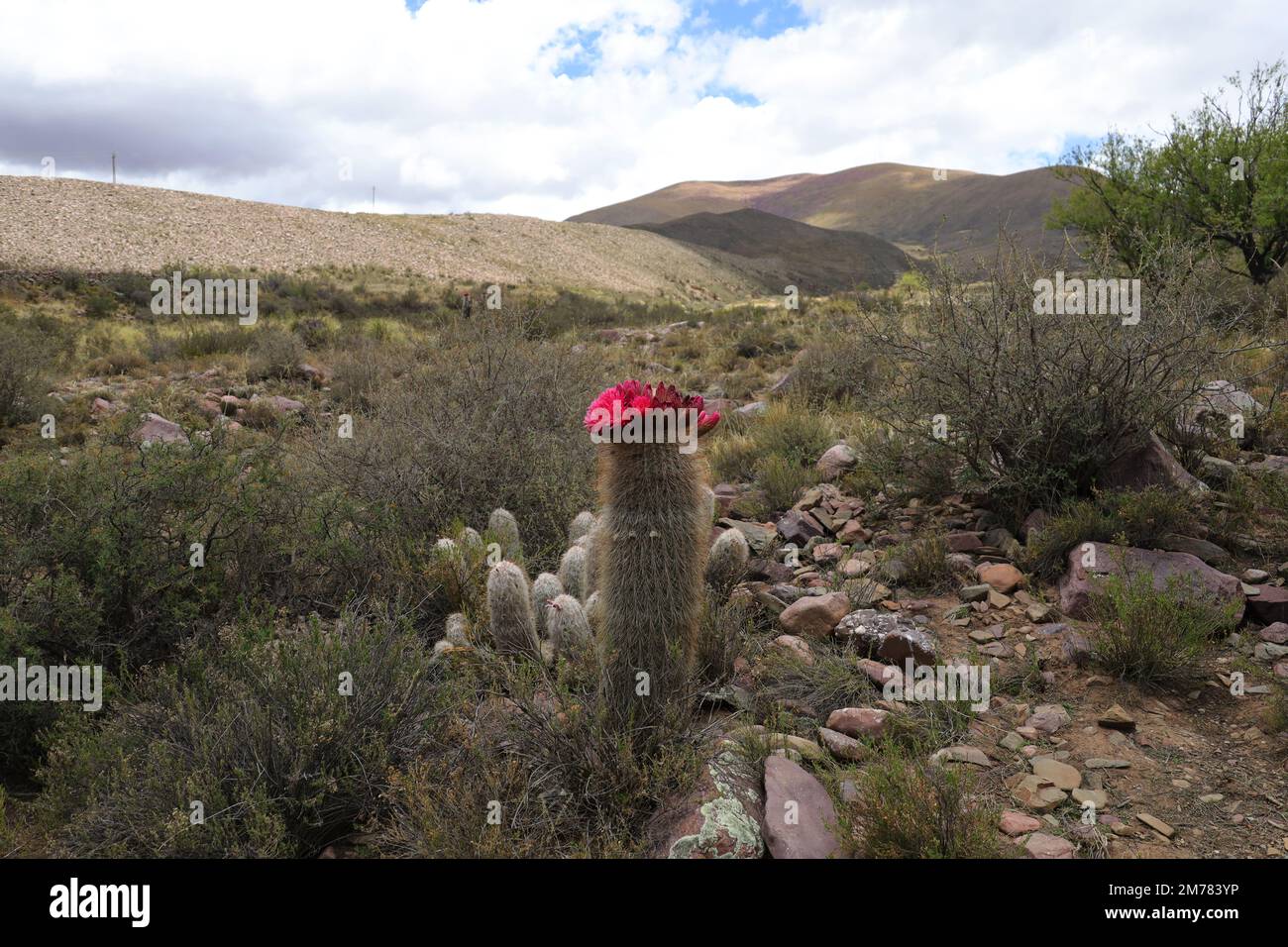 Cactus flowers of the Quebrada de Humahuaca, Argentina Stock Photo - Alamy