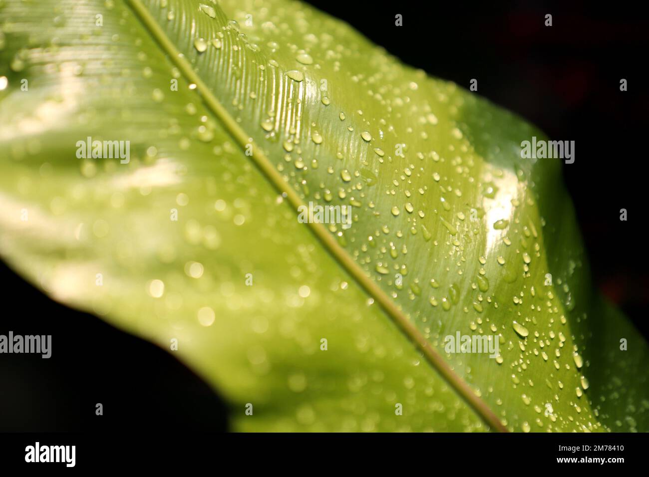 green plant close-up Stock Photo - Alamy
