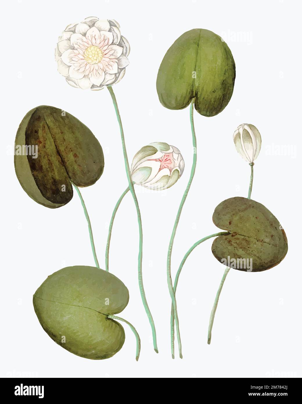 Vintage water lily flower illustration in vector Stock Vector Image ...